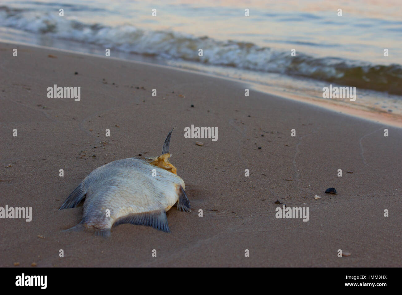 Drum fish dead hi-res stock photography and images - Alamy