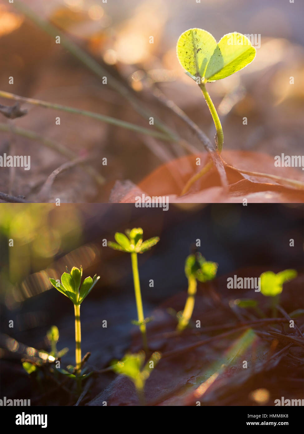 New young clover leaves grow through the old autumn leaves Stock Photo ...