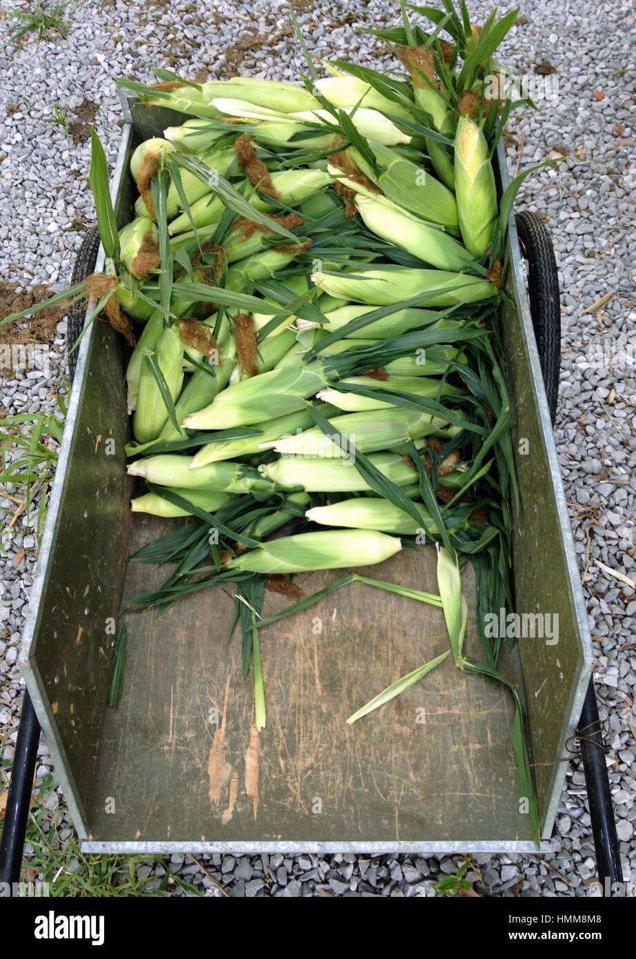 Fresh Picked Sweet Corn In Garden Cart Stock Photo - Alamy