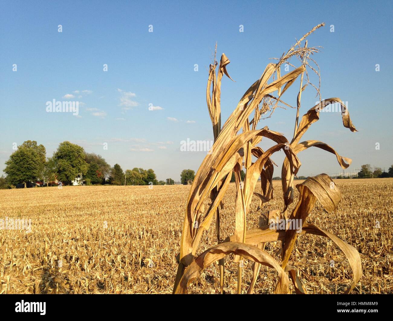 Corn stalk hi-res stock photography and images - Alamy