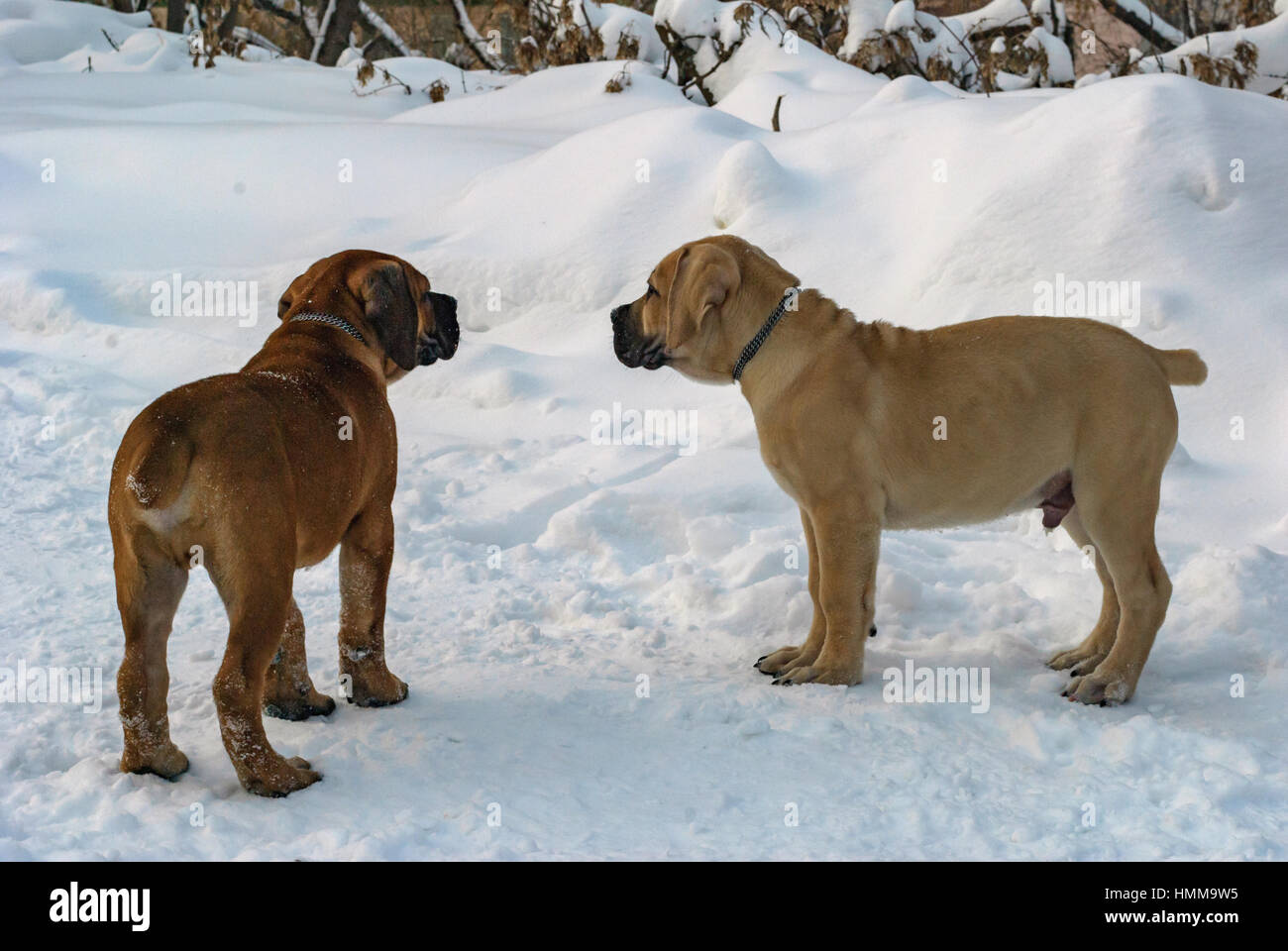 Dog Boerboel / Boerbull / South African Mastiff Stock Photo - Alamy