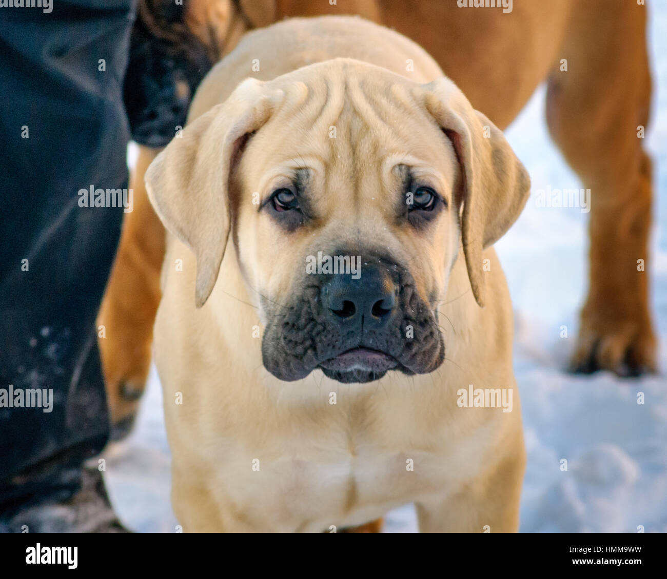 Dog Boerboel / Boerbull / South African Mastiff Stock Photo - Alamy