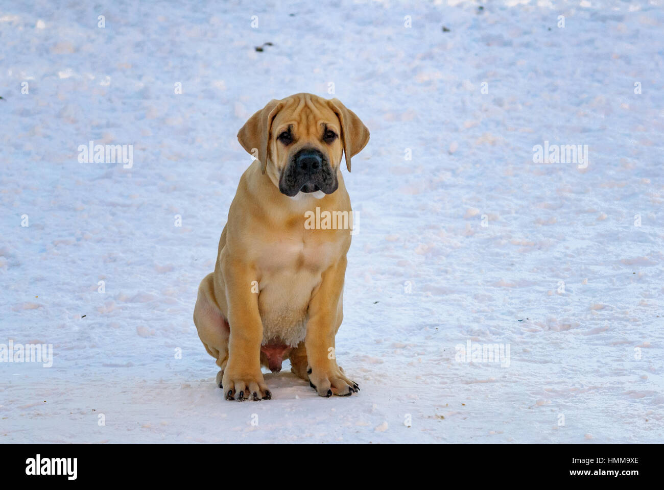 Dog Boerboel / Boerbull / South African Mastiff Stock Photo - Alamy