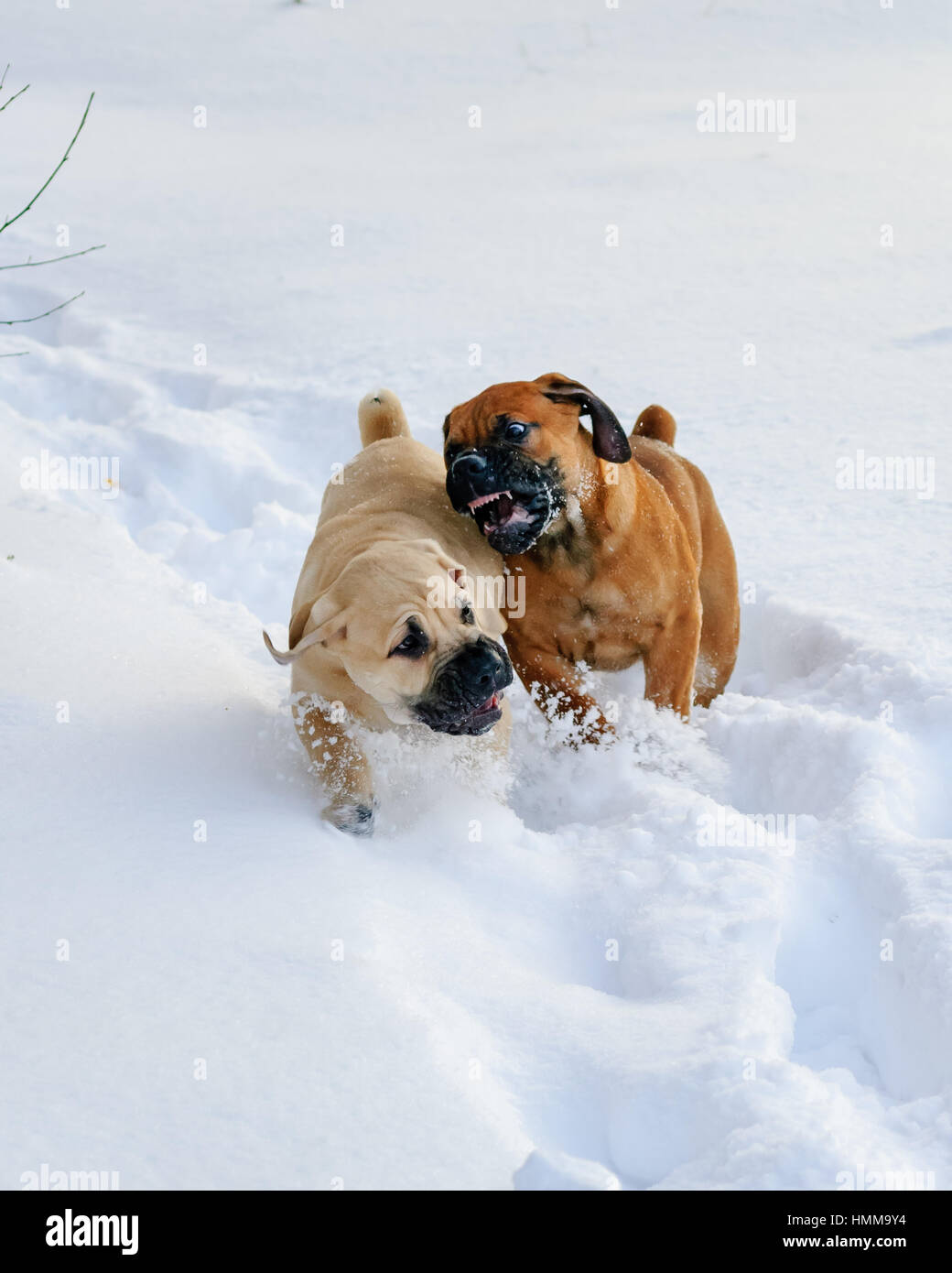 Dog Boerboel / Boerbull / South African Mastiff Stock Photo - Alamy