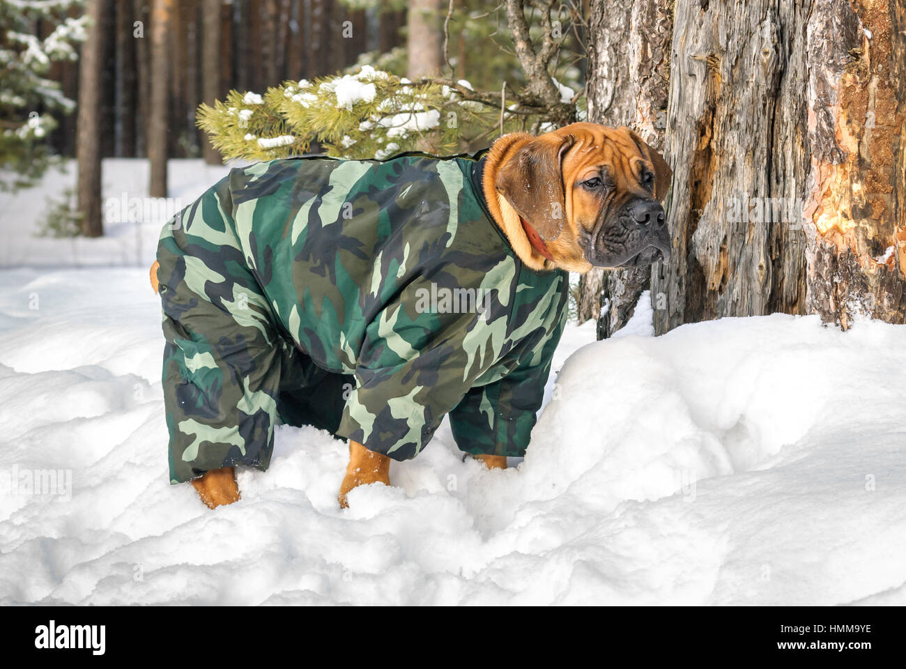 Dog Boerboel / Boerbull / South African Mastiff Stock Photo - Alamy