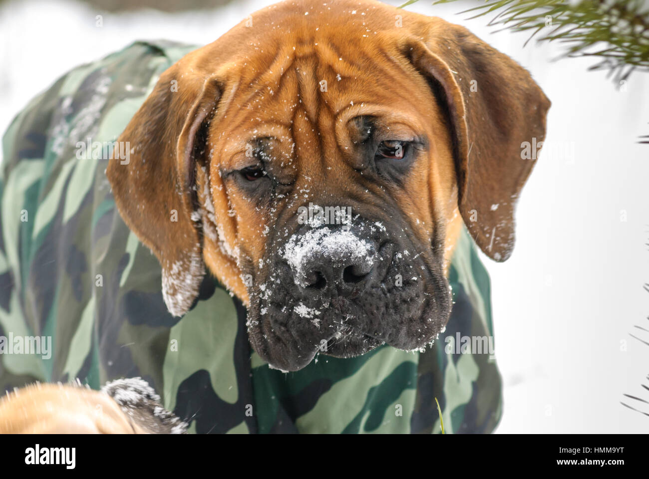Dog Boerboel / Boerbull / South African Mastiff Stock Photo - Alamy