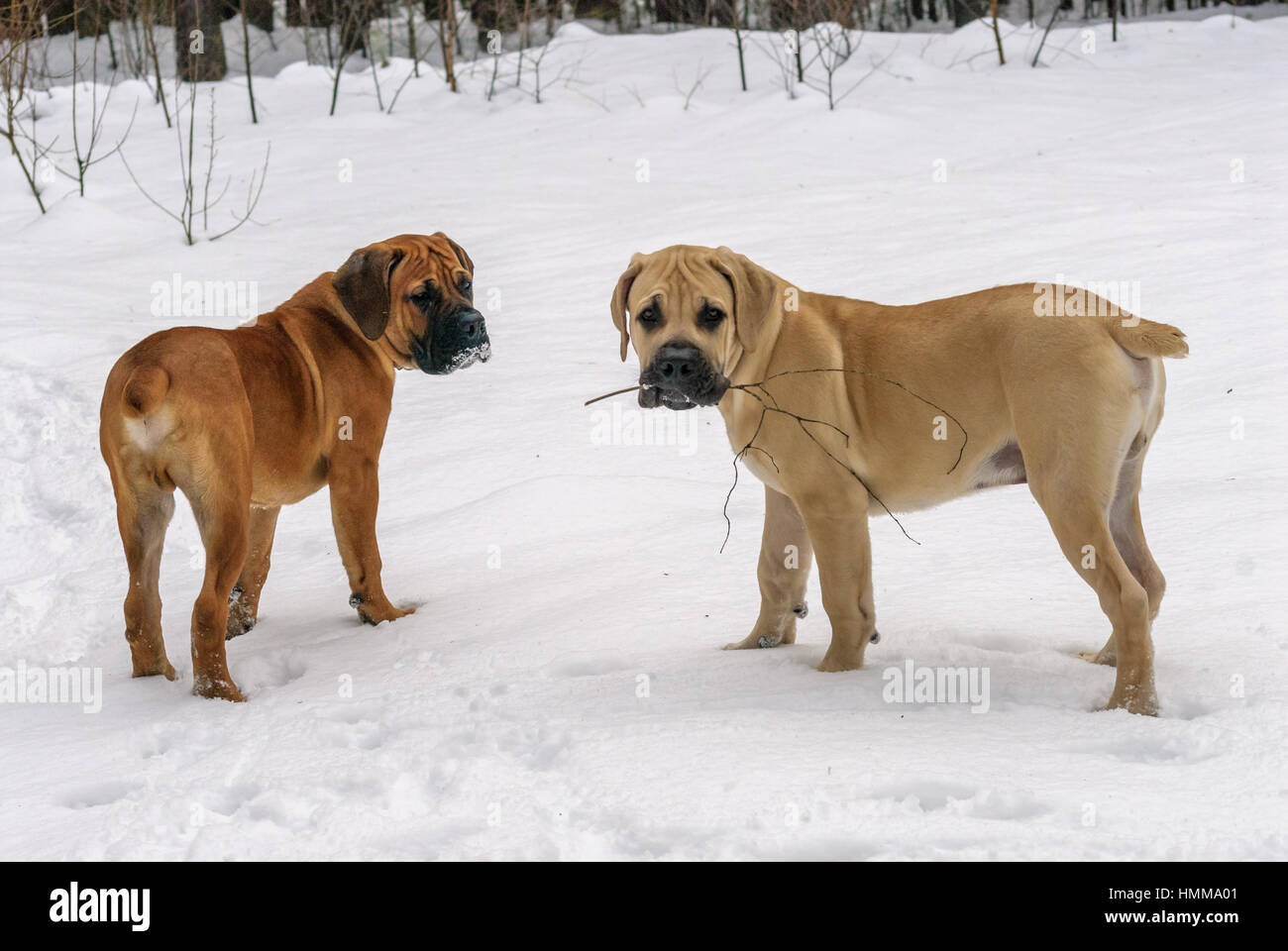 Dog Boerboel / Boerbull / South African Mastiff Stock Photo - Alamy