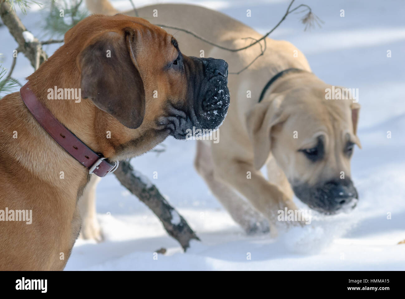 Dog Boerboel / Boerbull / South African Mastiff Stock Photo - Alamy