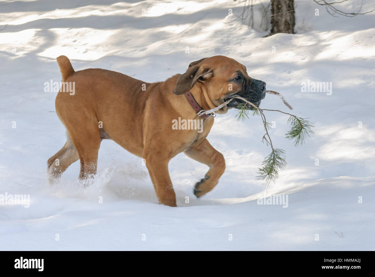Dog Boerboel / Boerbull / South African Mastiff Stock Photo - Alamy