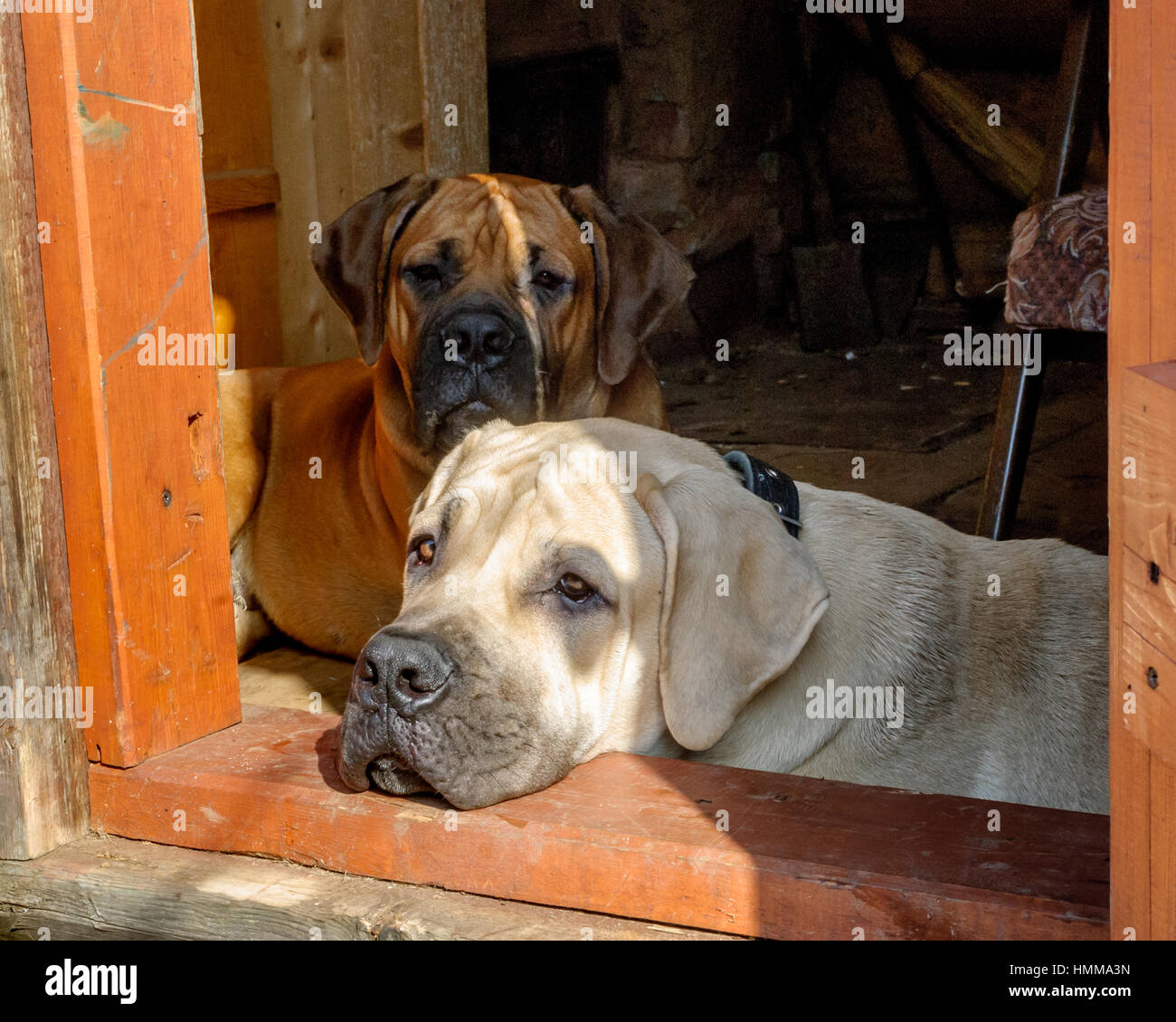 Dog Boerboel / Boerbull / South African Mastiff Stock Photo - Alamy
