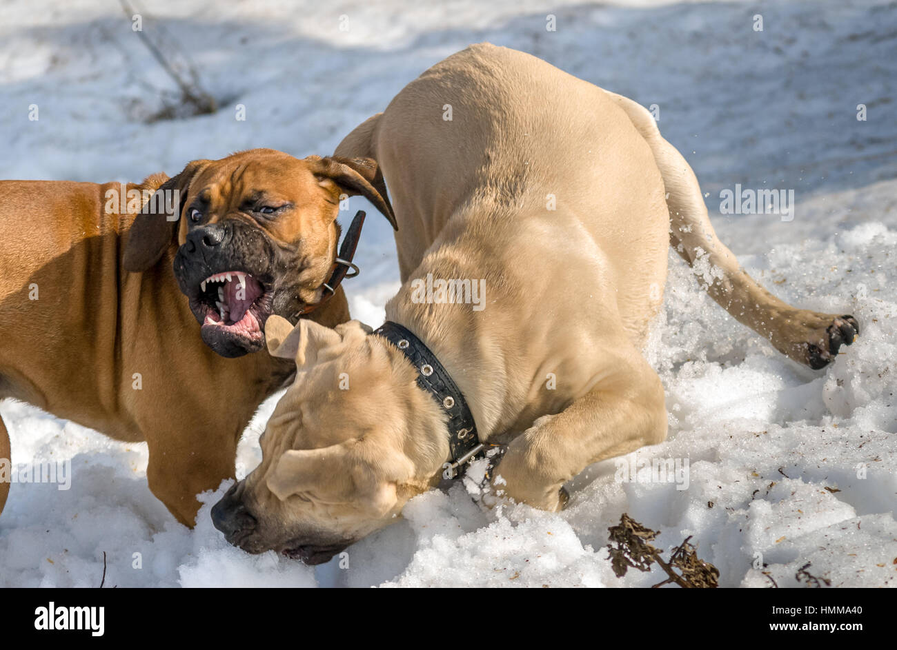 Dog Boerboel / Boerbull / South African Mastiff Stock Photo - Alamy