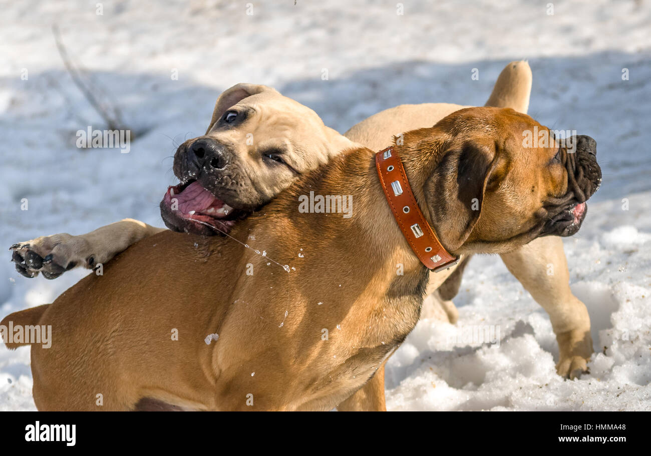 Dog Boerboel / Boerbull / South African Mastiff Stock Photo - Alamy