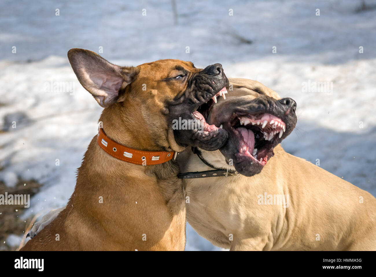 Dog Boerboel / Boerbull / South African Mastiff Stock Photo - Alamy