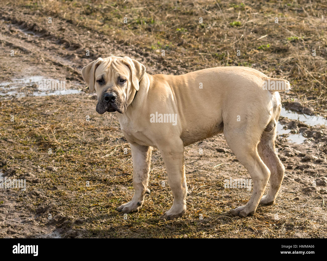 Dog Boerboel / Boerbull / South African Mastiff Stock Photo - Alamy