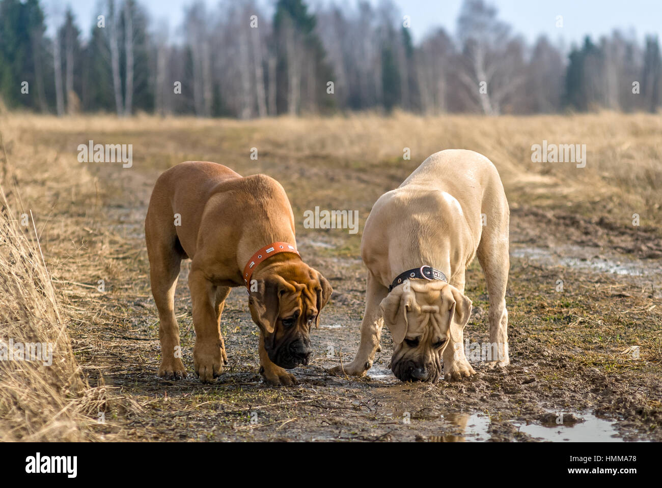 Dog Boerboel / Boerbull / South African Mastiff Stock Photo - Alamy