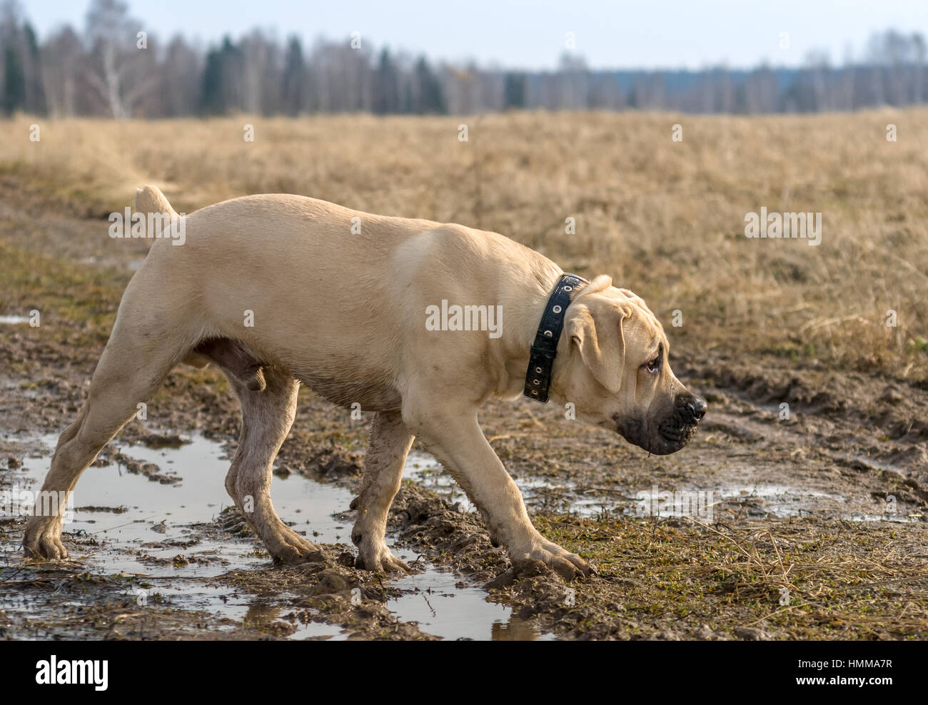 Boerboel guard dog hi-res stock photography and images - Alamy