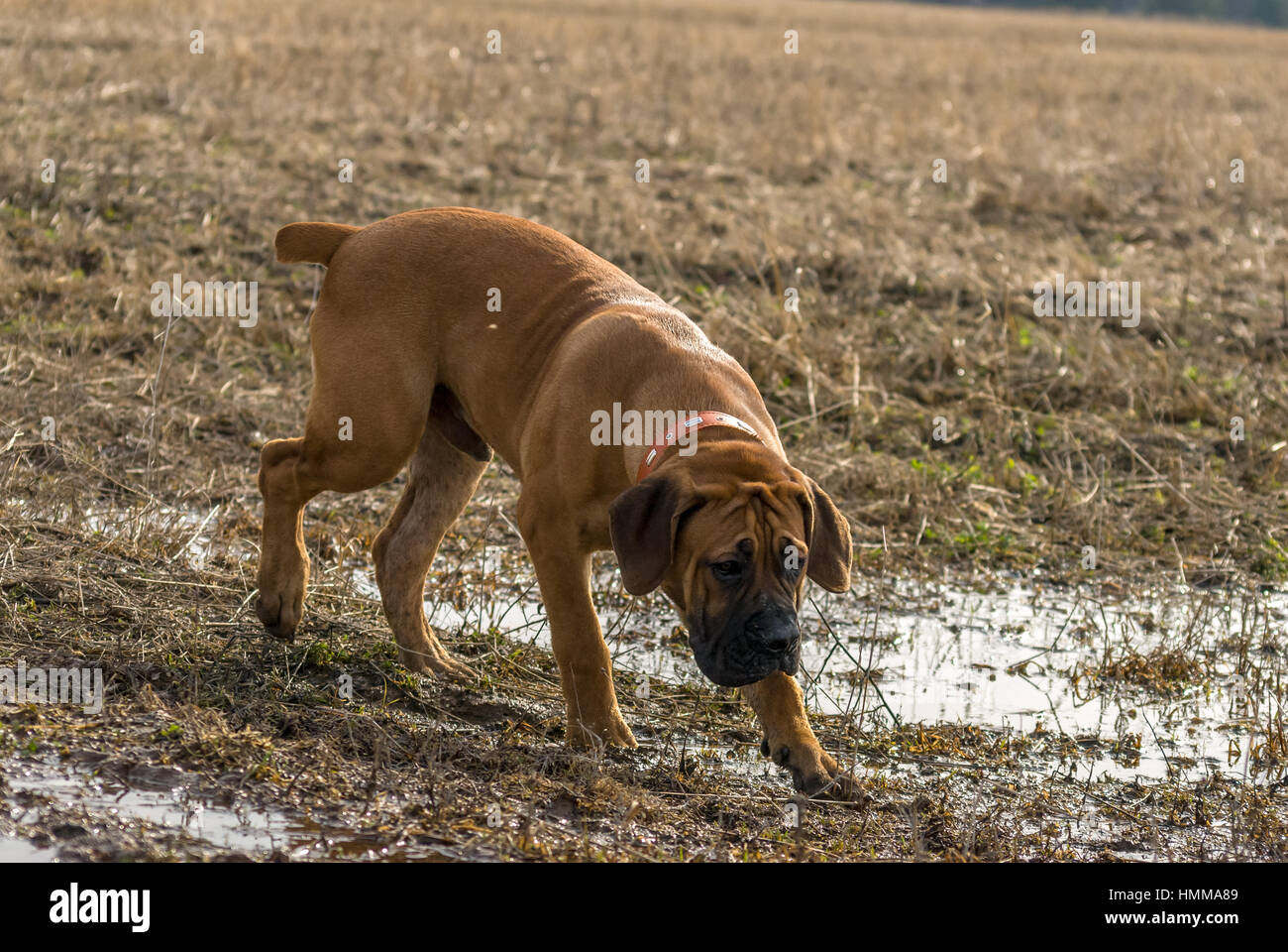 Dog Boerboel / Boerbull / South African Mastiff Stock Photo - Alamy