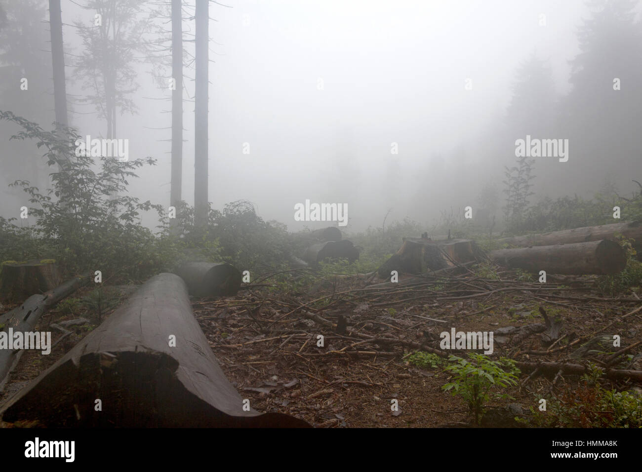Fog in the forest Stock Photo - Alamy