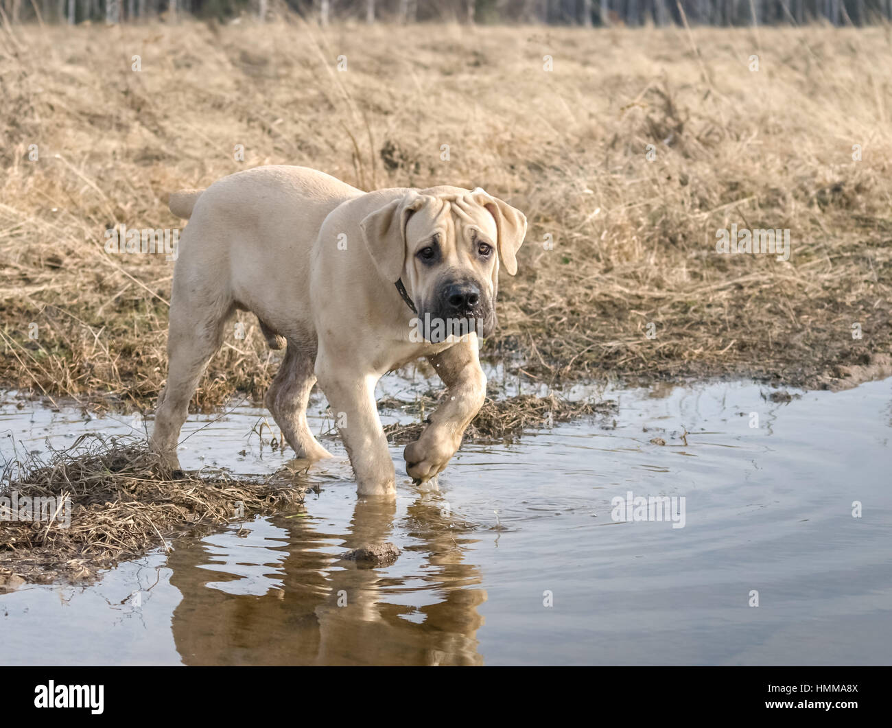 Dog Boerboel / Boerbull / South African Mastiff Stock Photo - Alamy