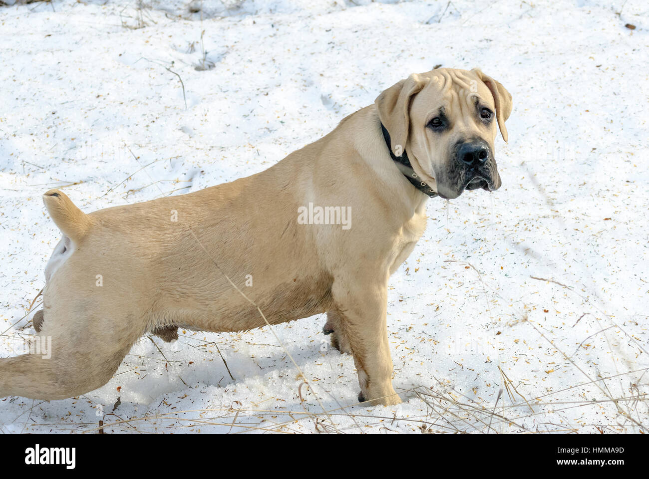 Dog Boerboel / Boerbull / South African Mastiff Stock Photo - Alamy