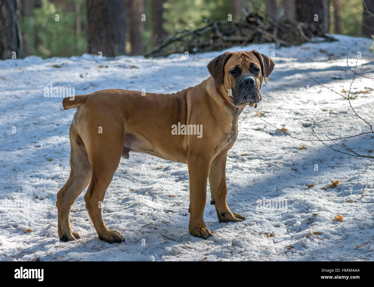 Dog Boerboel / Boerbull / South African Mastiff Stock Photo - Alamy