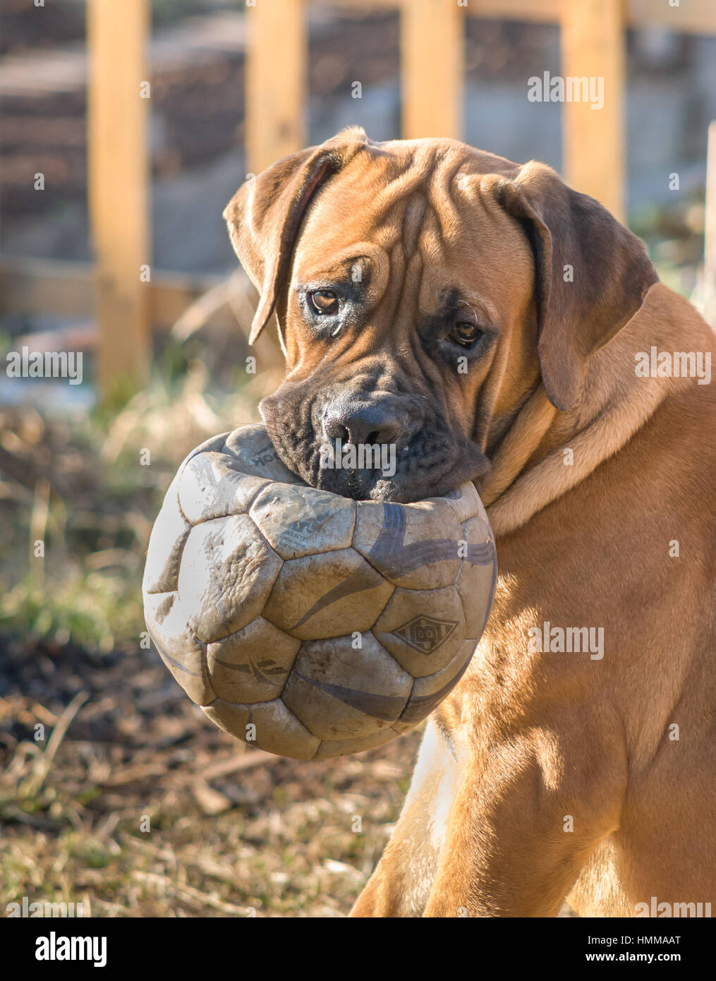 Dog Boerboel / Boerbull / South African Mastiff Stock Photo - Alamy