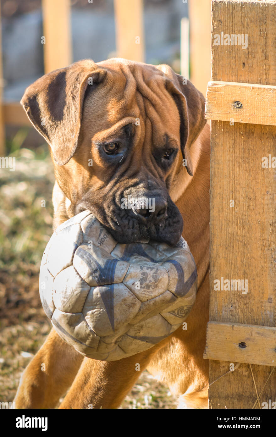 Dog Boerboel / Boerbull / South African Mastiff Stock Photo - Alamy
