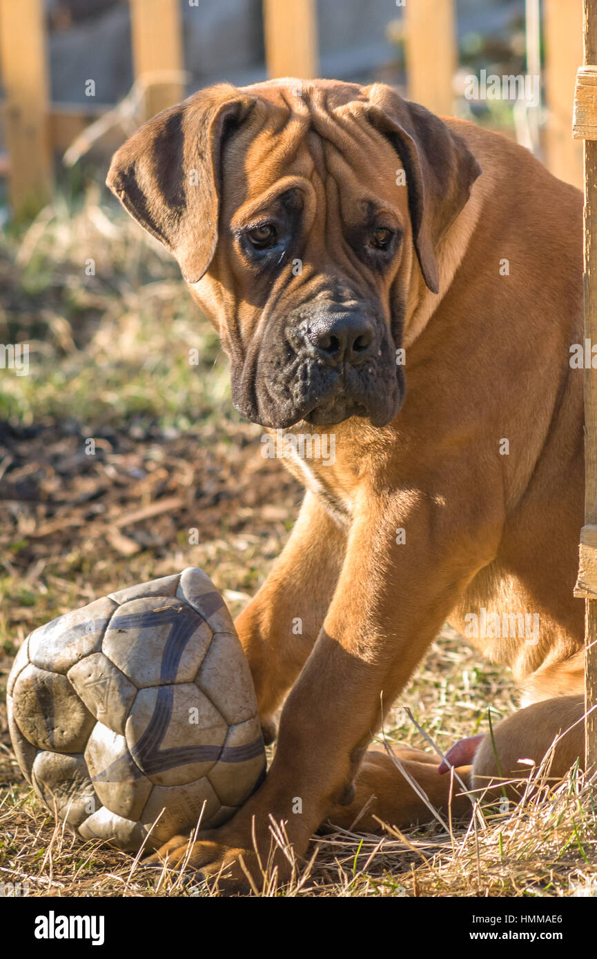 Dog Boerboel / Boerbull / South African Mastiff Stock Photo - Alamy