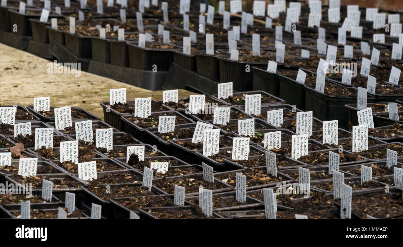 Labelled plant seedlings hi-res stock photography and images - Alamy