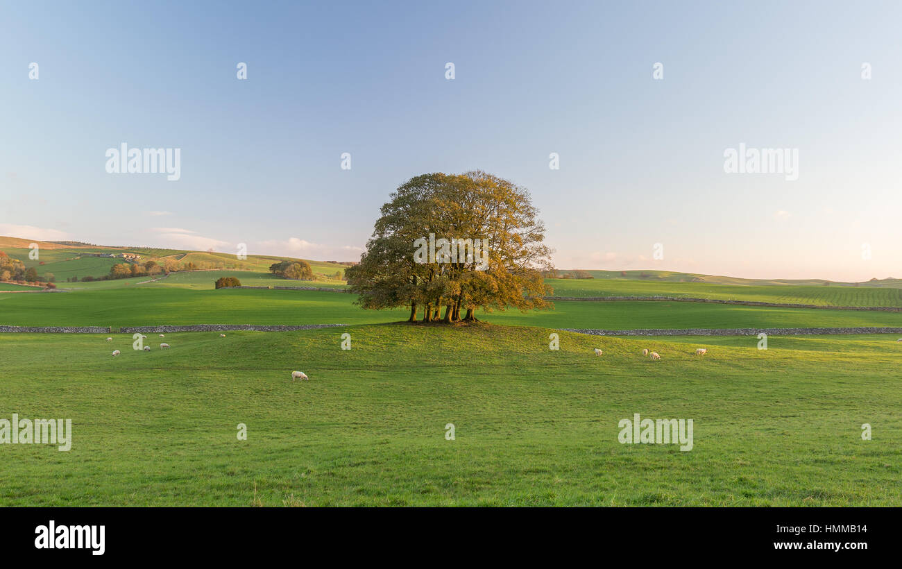Small copse trees hi-res stock photography and images - Alamy