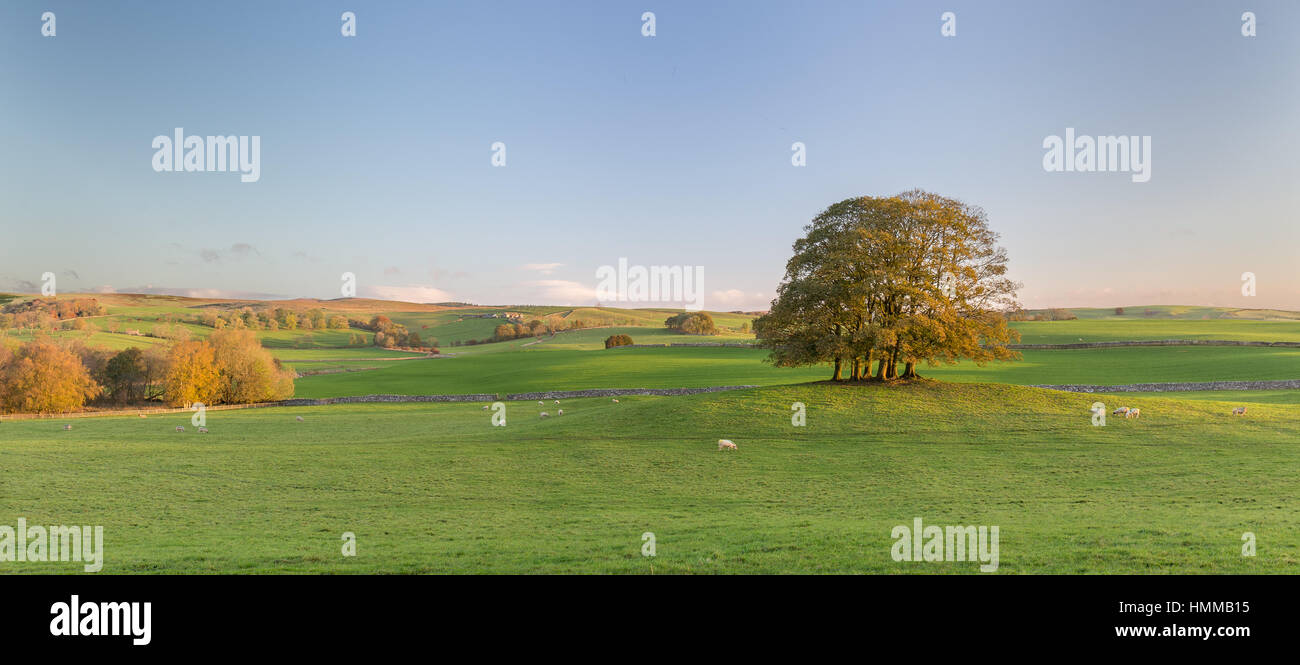 Small copse trees hi-res stock photography and images - Alamy
