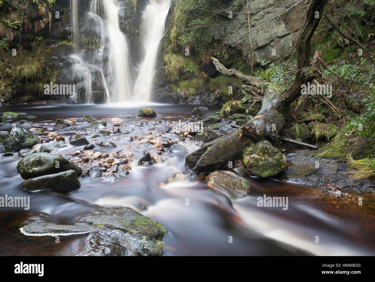 Long gill hi-res stock photography and images - Alamy