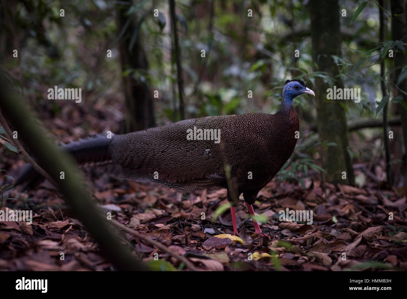Great Argus Pheasant Male Bird High Resolution Stock Photography and ...