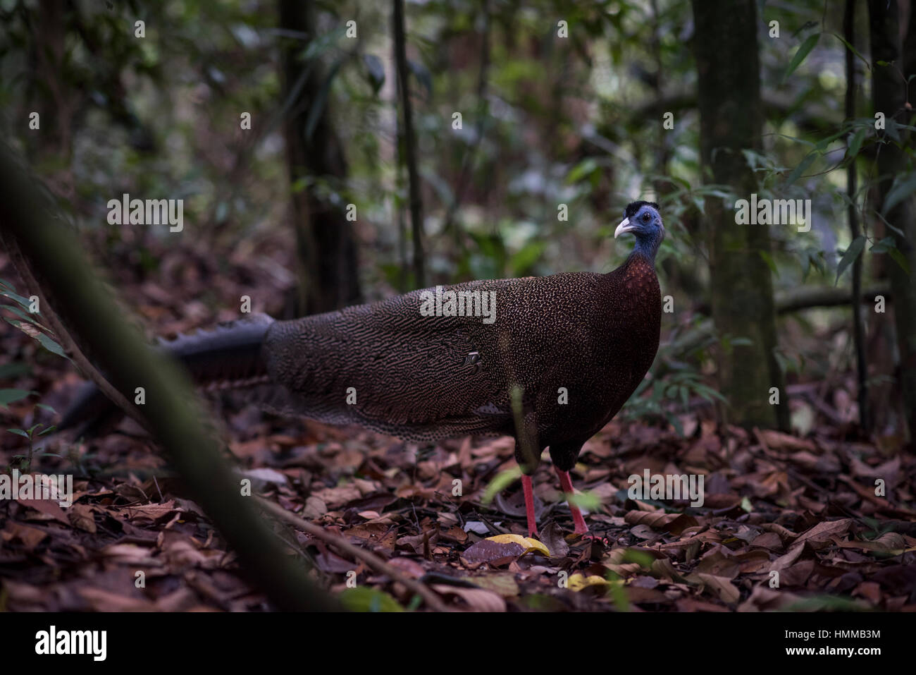 Argus argus pheasant argusianus argus hi-res stock photography and ...