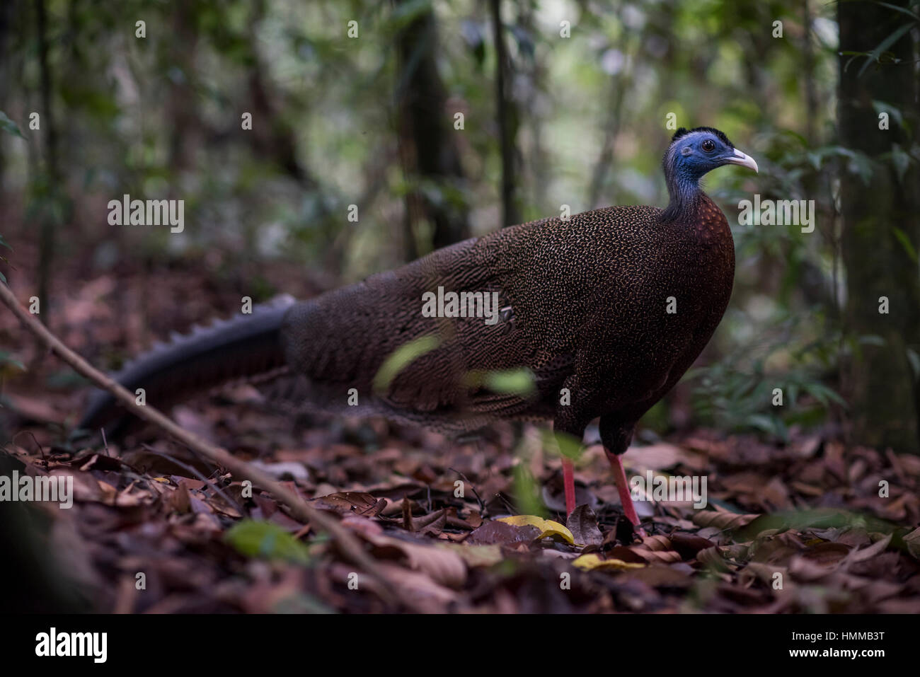 Great argus pheasant male bird hi-res stock photography and images - Alamy