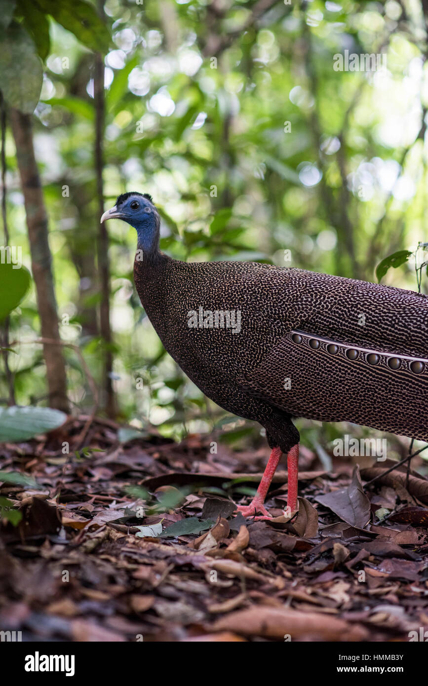Great argus pheasant male bird hi-res stock photography and images - Alamy