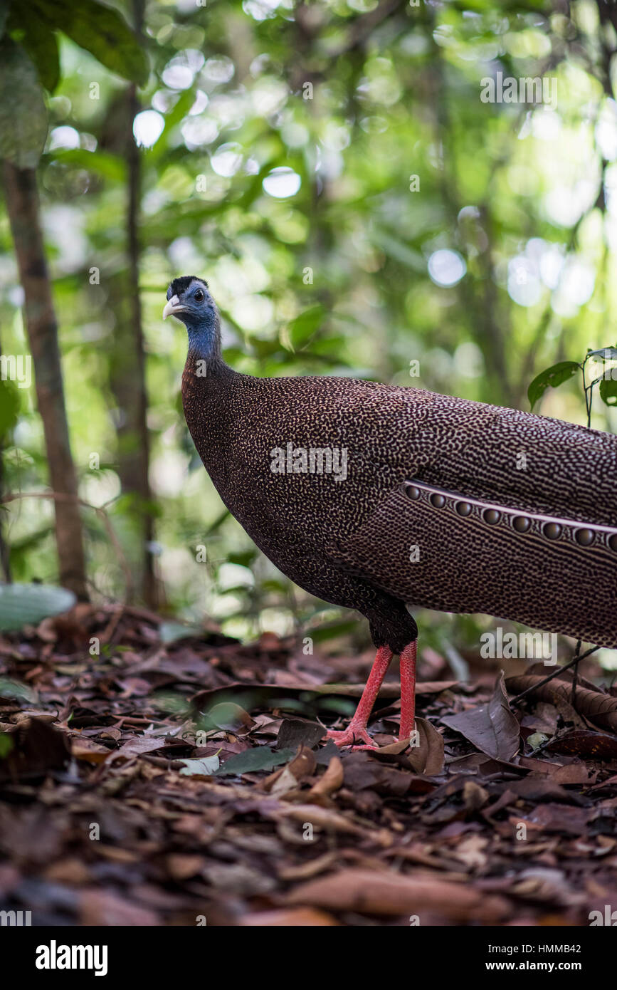 Great argus pheasant male bird hi-res stock photography and images - Alamy