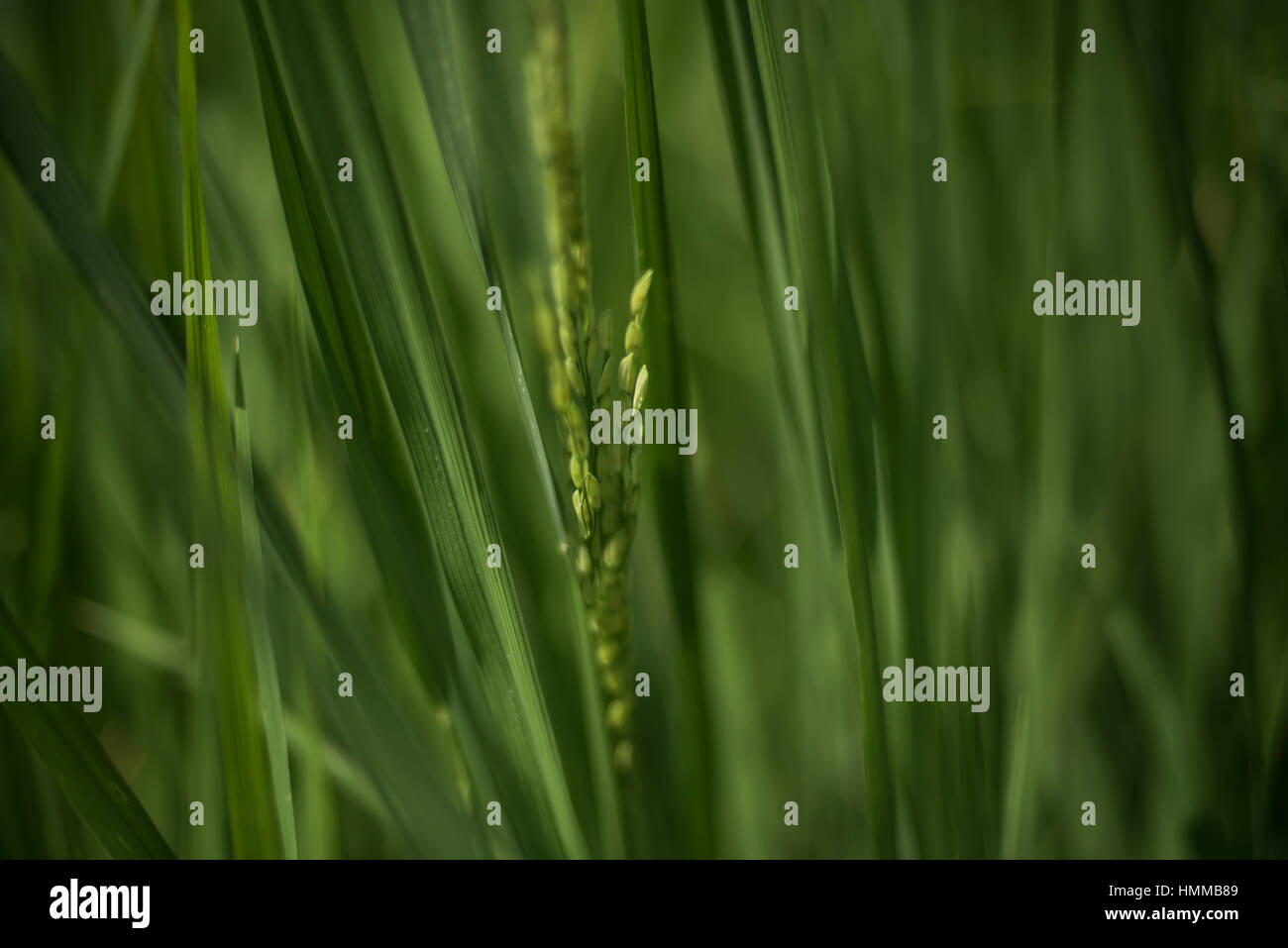 Rice plant close-up, Sumatra, Indonesia Stock Photo - Alamy