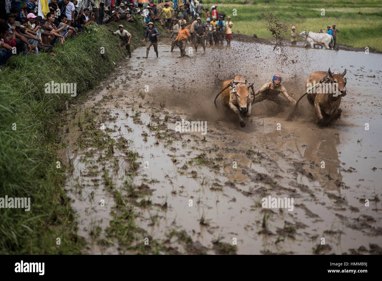 Traditional mud cow race of Pacu Jawi in West Sumatra, Indonesia Stock ...