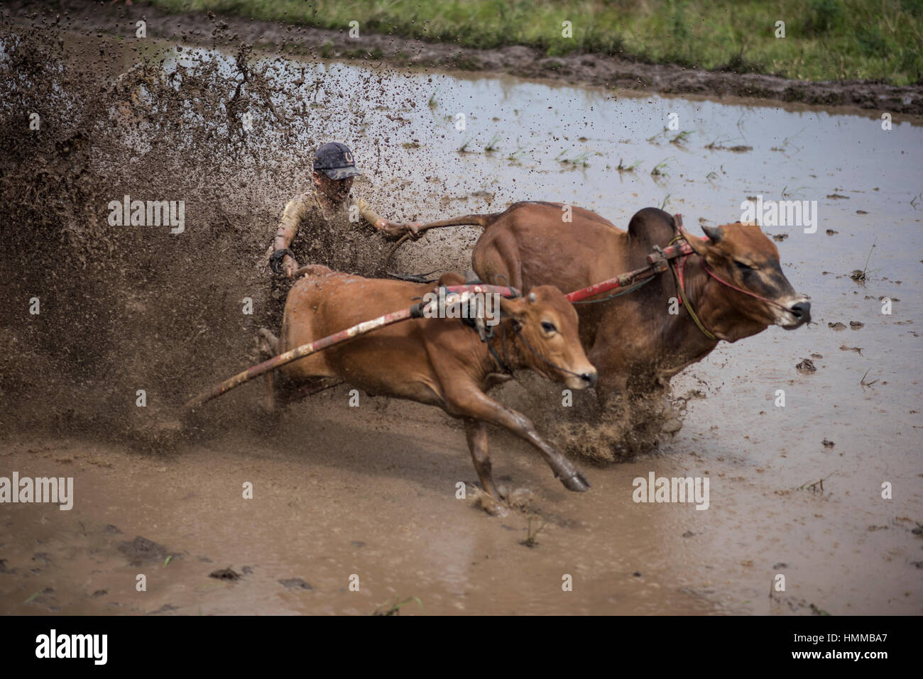 A Cow Jockey races with his cow at the traditional cow race of Pacu ...