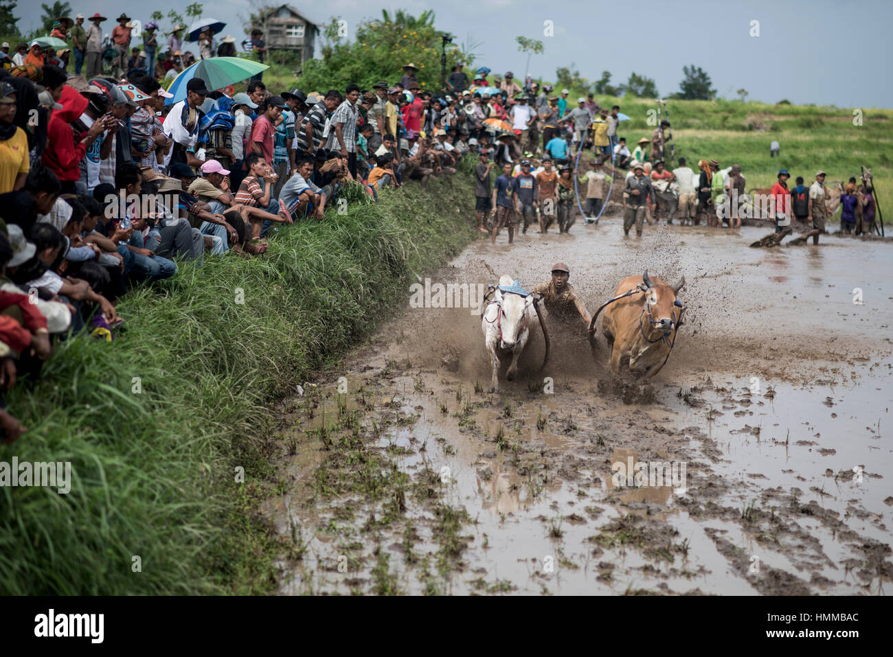 Traditional mud cow race of Pacu Jawi in West Sumatra, Indonesia Stock ...
