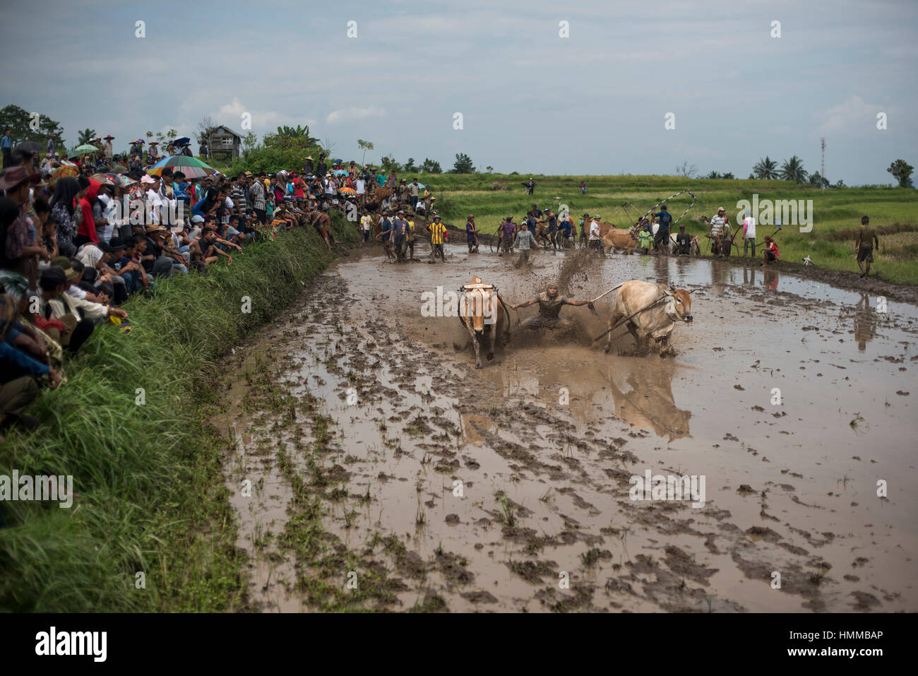 Traditional mud cow race of Pacu Jawi in West Sumatra, Indonesia Stock ...