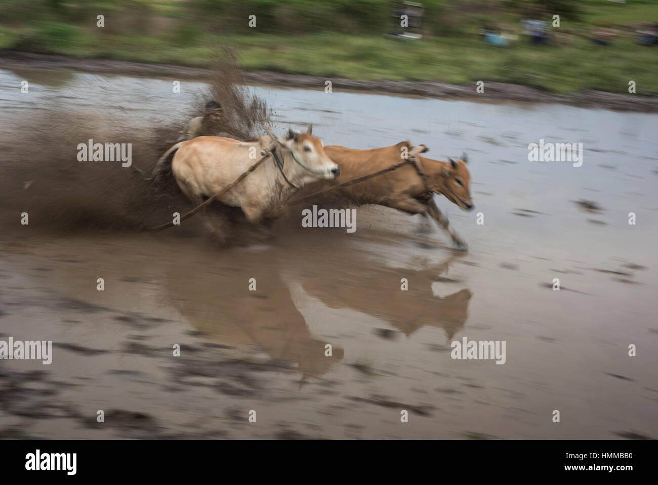 A Cow Jockey races with his cow at the traditional cow race of Pacu ...