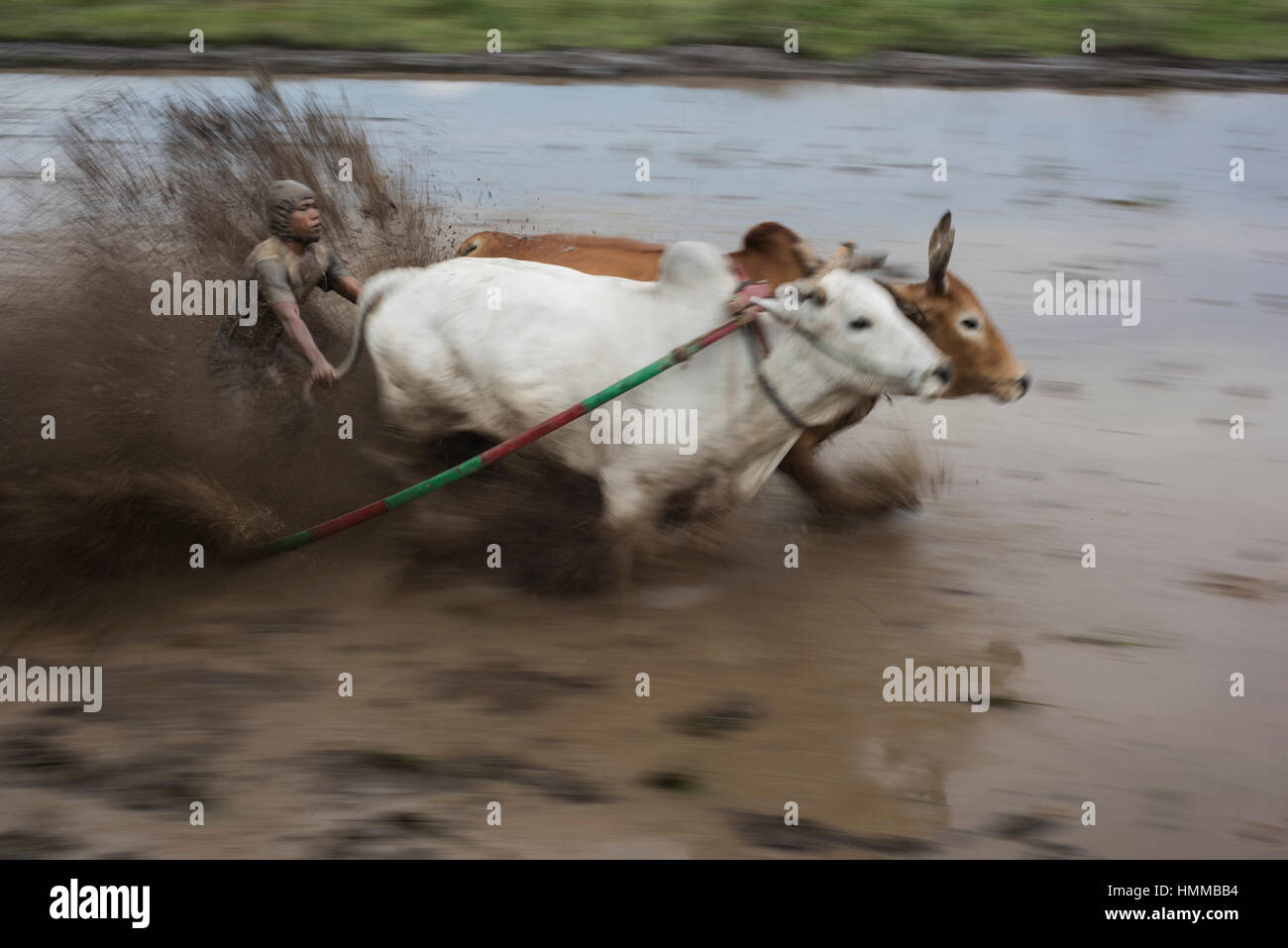 A Cow Jockey races with his cow at the traditional cow race of Pacu ...