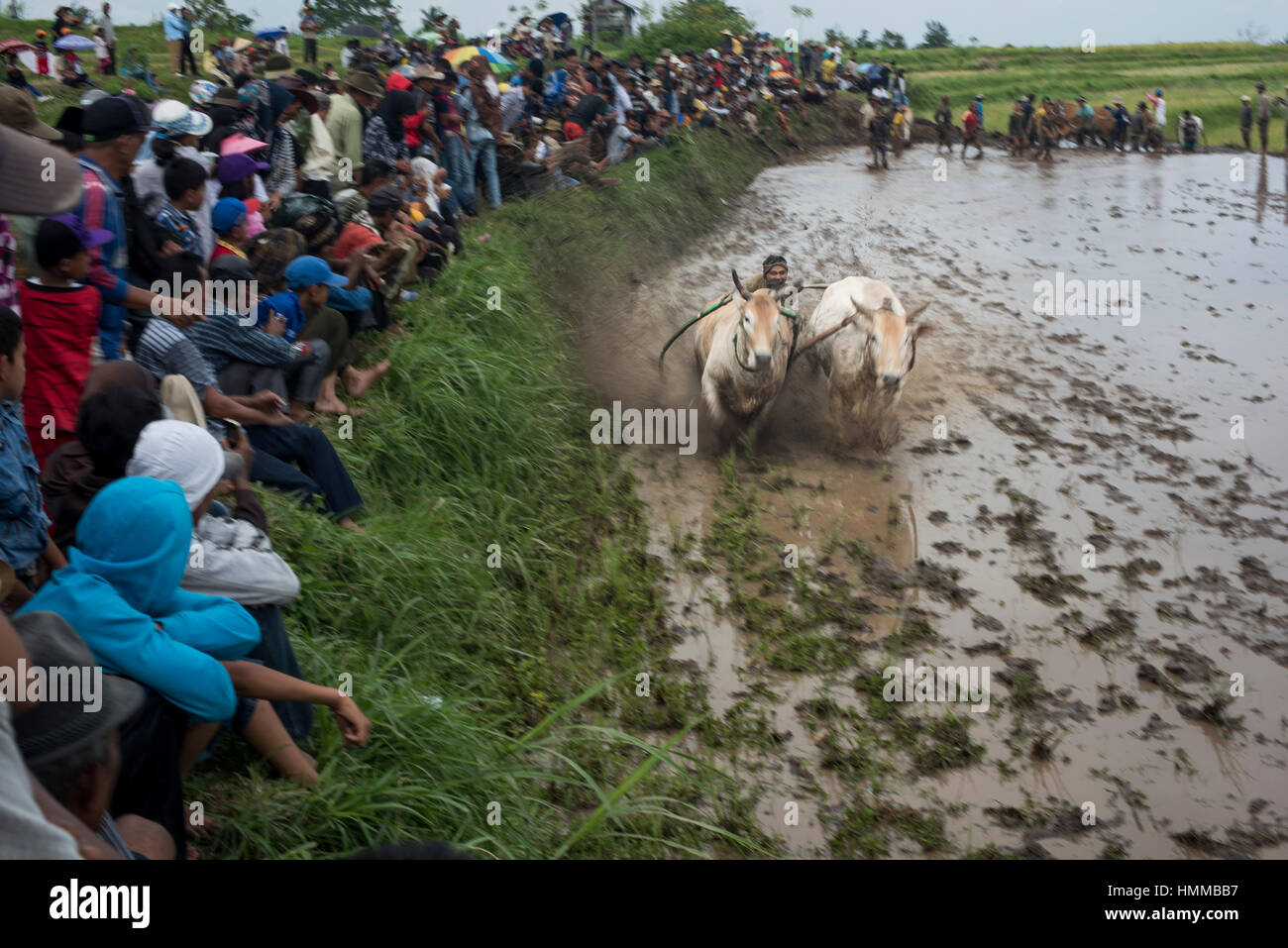 Cattle pacu jawi race hi-res stock photography and images - Alamy