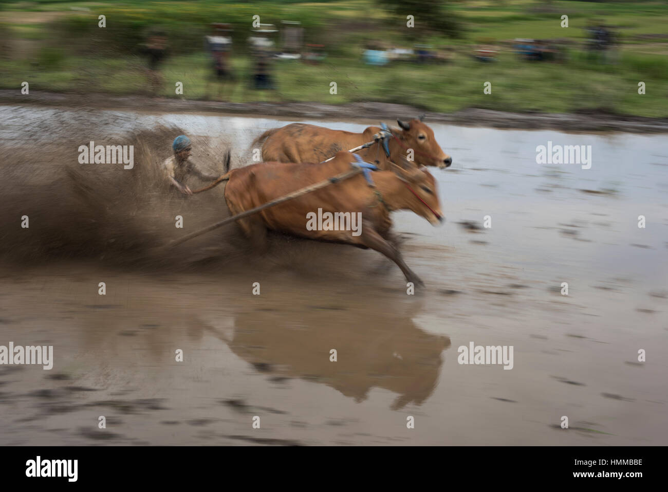 Cattle pacu jawi race hi-res stock photography and images - Alamy