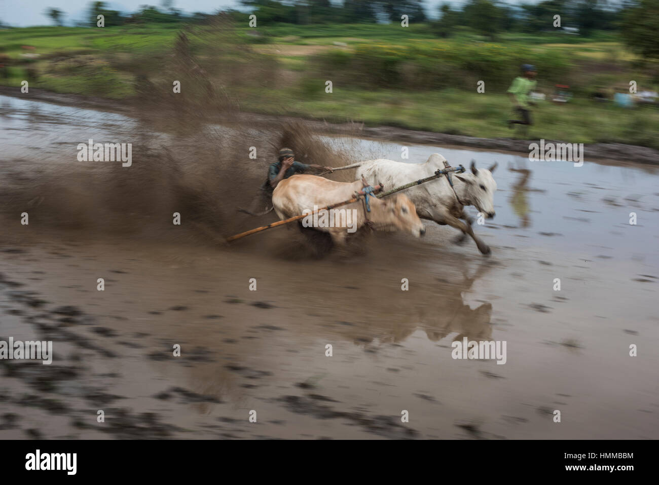 A Cow Jockey races with his cow at the traditional cow race of Pacu ...