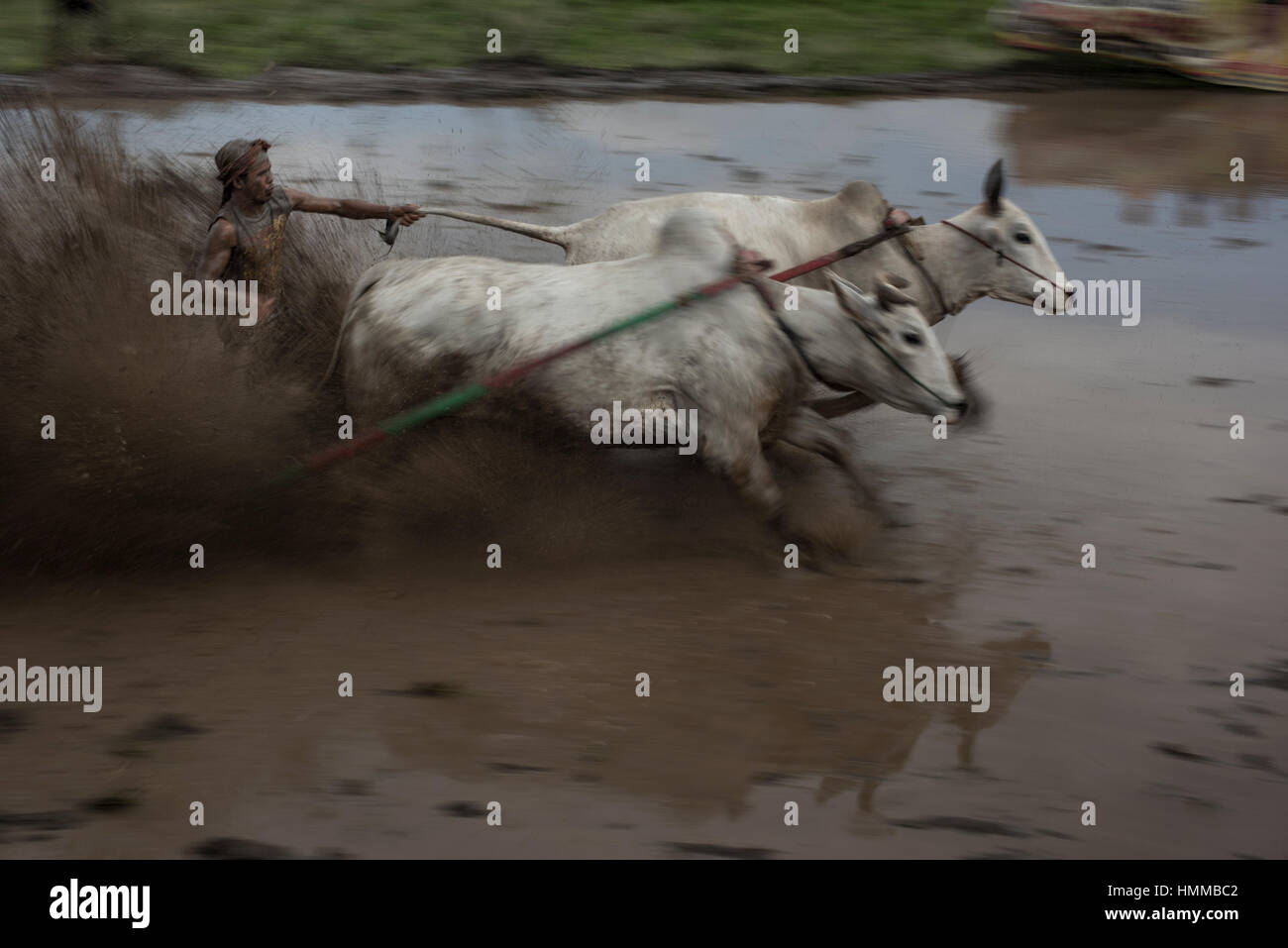 A Cow Jockey races with his cow at the traditional cow race of Pacu ...