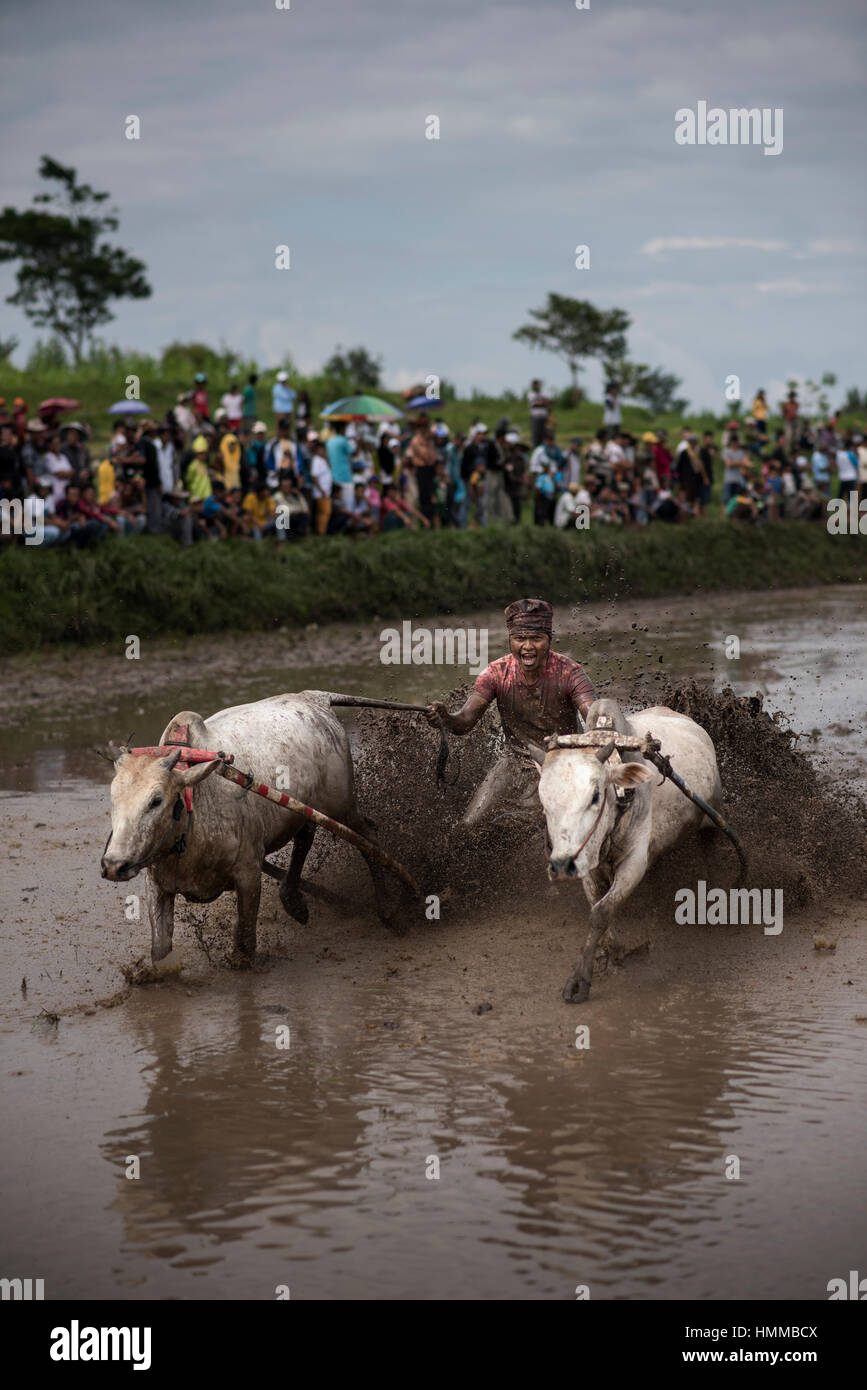 Traditional mud cow race of Pacu Jawi in West Sumatra, Indonesia Stock ...