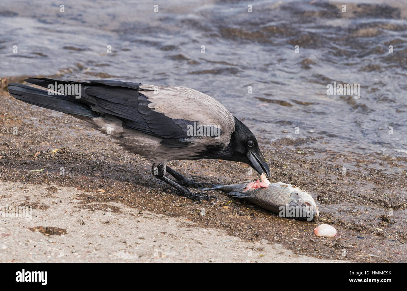 Raven eating carrion hi-res stock photography and images - Alamy